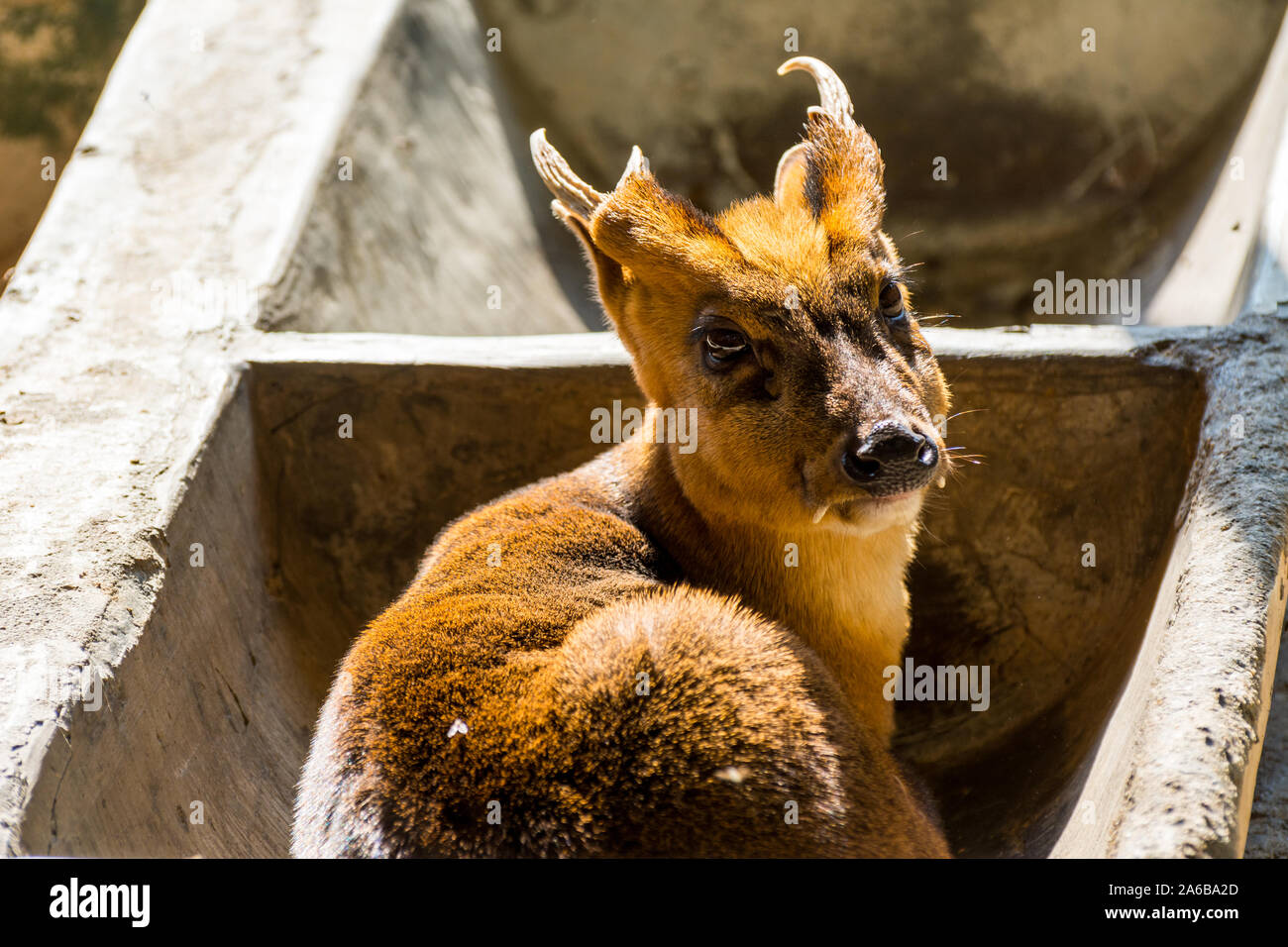 Female and young muntjac hi-res stock photography and images - Alamy