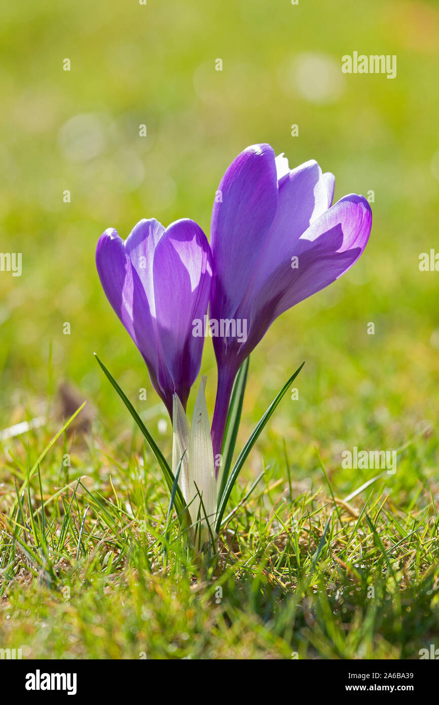 Purple crocusses hi-res stock photography and images - Alamy