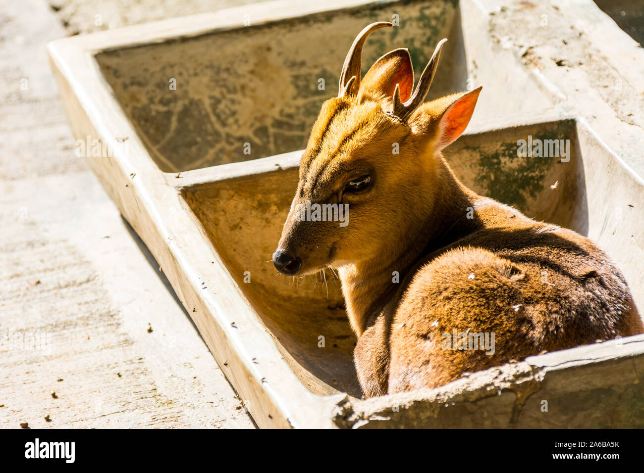 Baby Muntjac Deer High Resolution Stock Photography and Images - Alamy