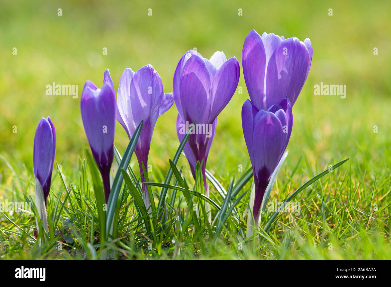 Purple crocusses hi-res stock photography and images - Alamy