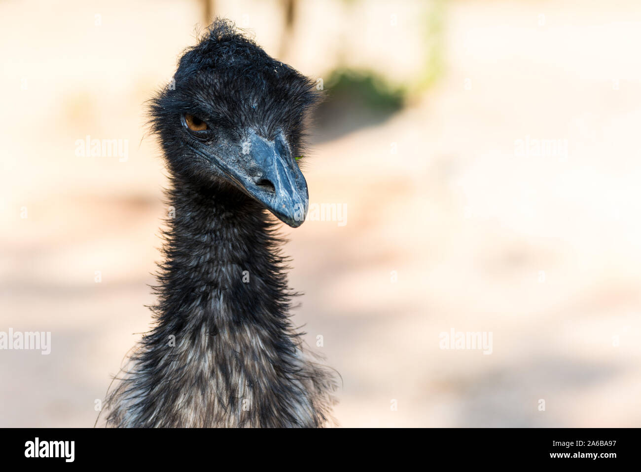 Ratite head hi-res stock photography and images - Alamy