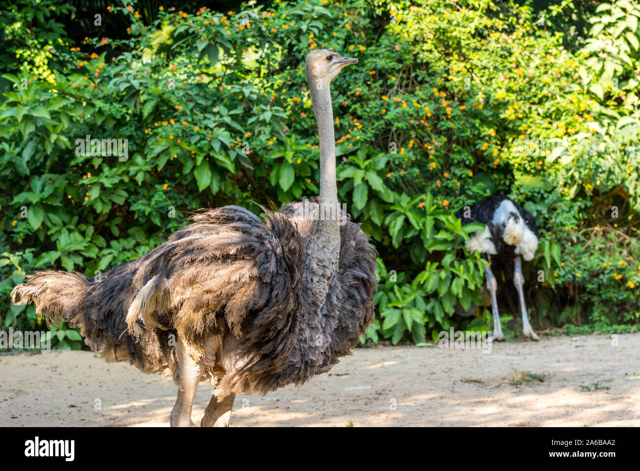 The common ostrich (Struthio camelus), or simply ostrich, a species of ...