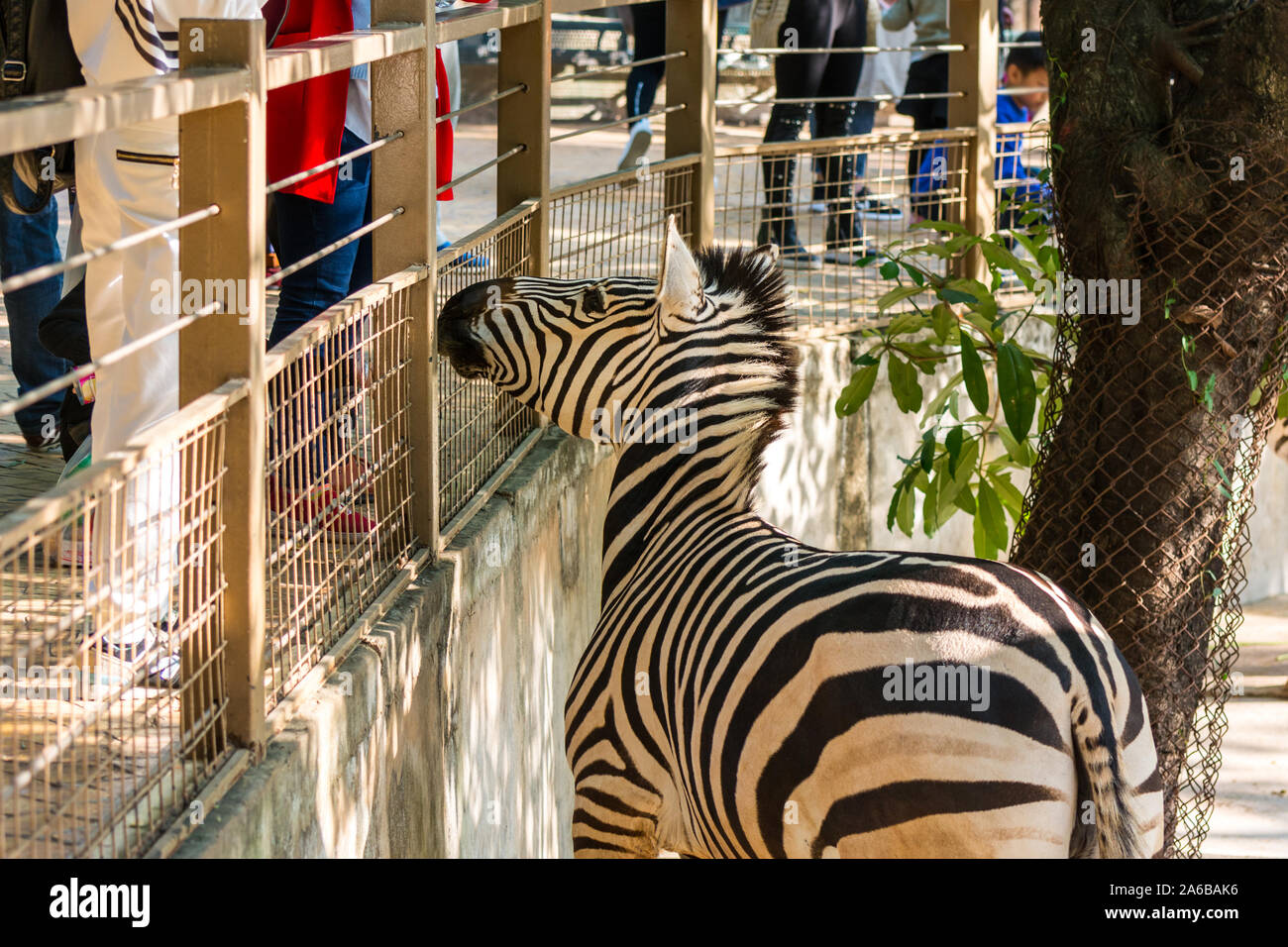 Plains Zebra Zoo Plains Zebra