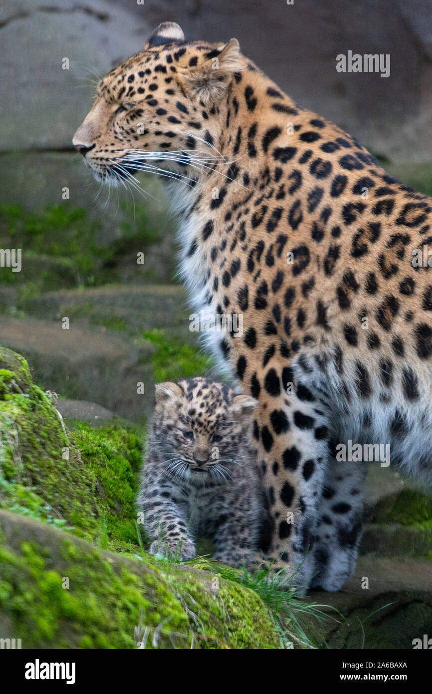 Amur leopard Esra with one of her six-week-old cub twins around their ...