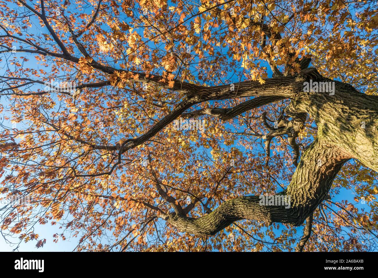 Trees with golden maple leaves Stock Photo - Alamy
