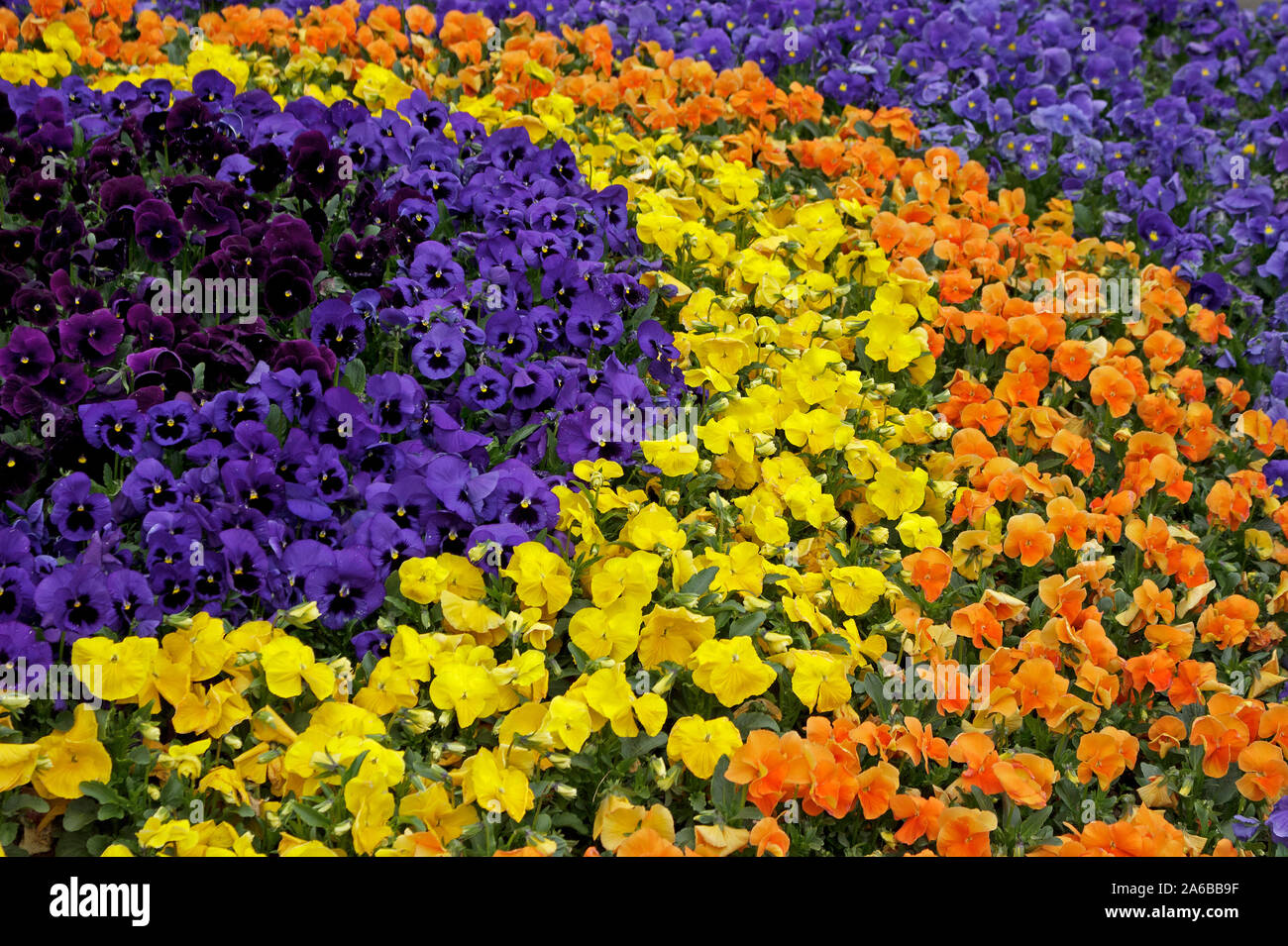 Colorful violas hi-res stock photography and images - Alamy