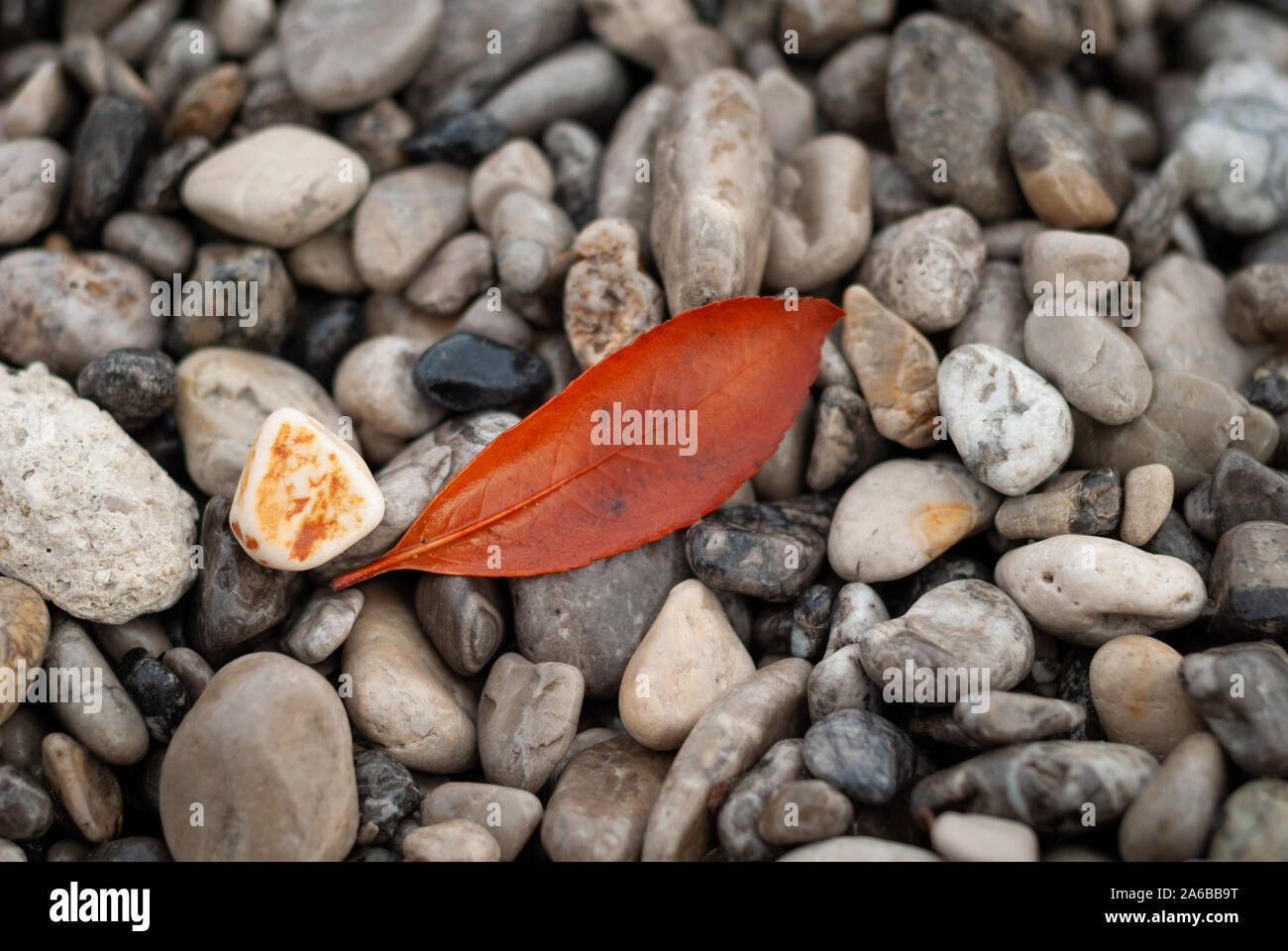 Common beach leaf hi-res stock photography and images - Alamy