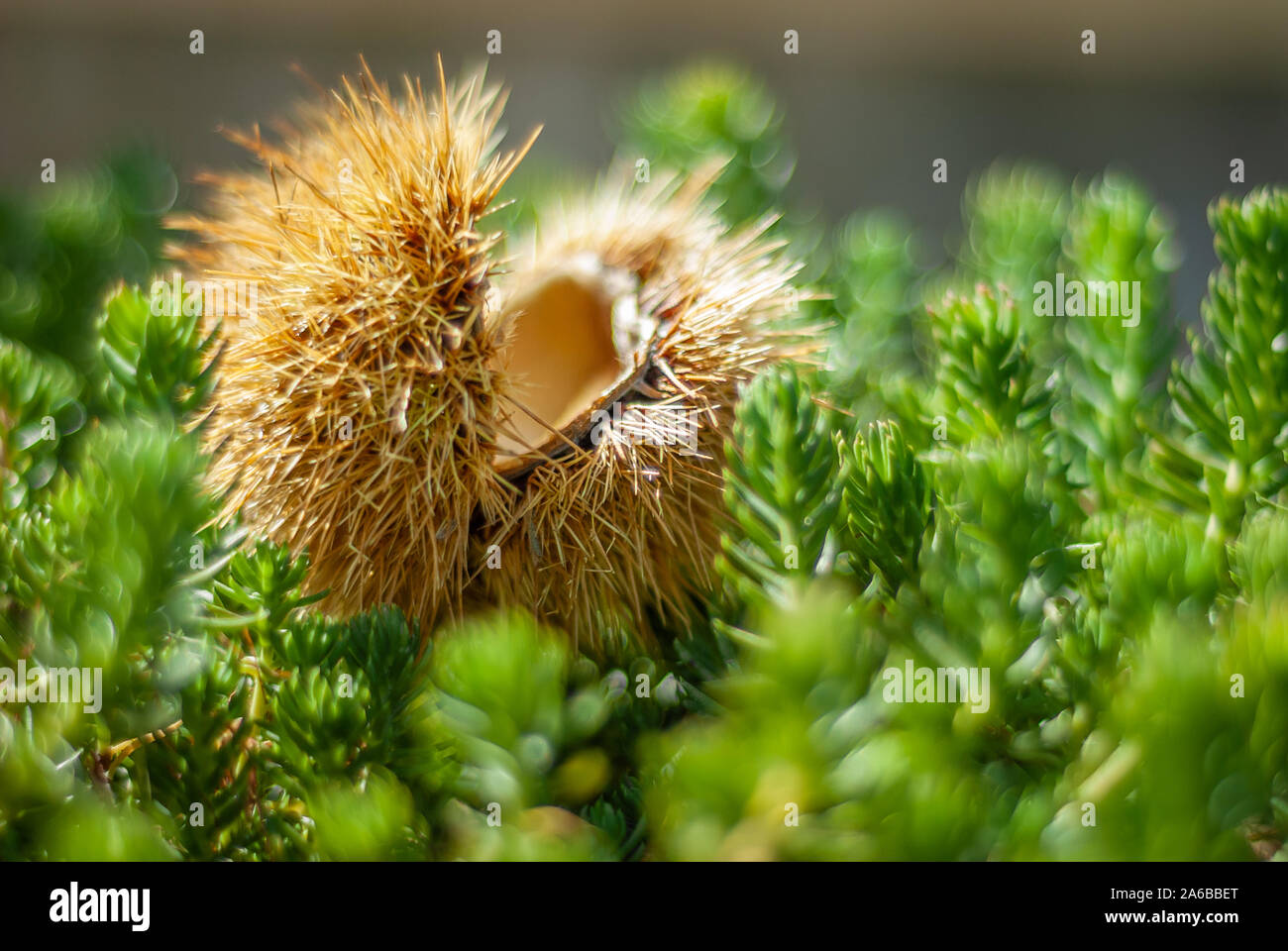 Hedgehog tree hi-res stock photography and images - Alamy