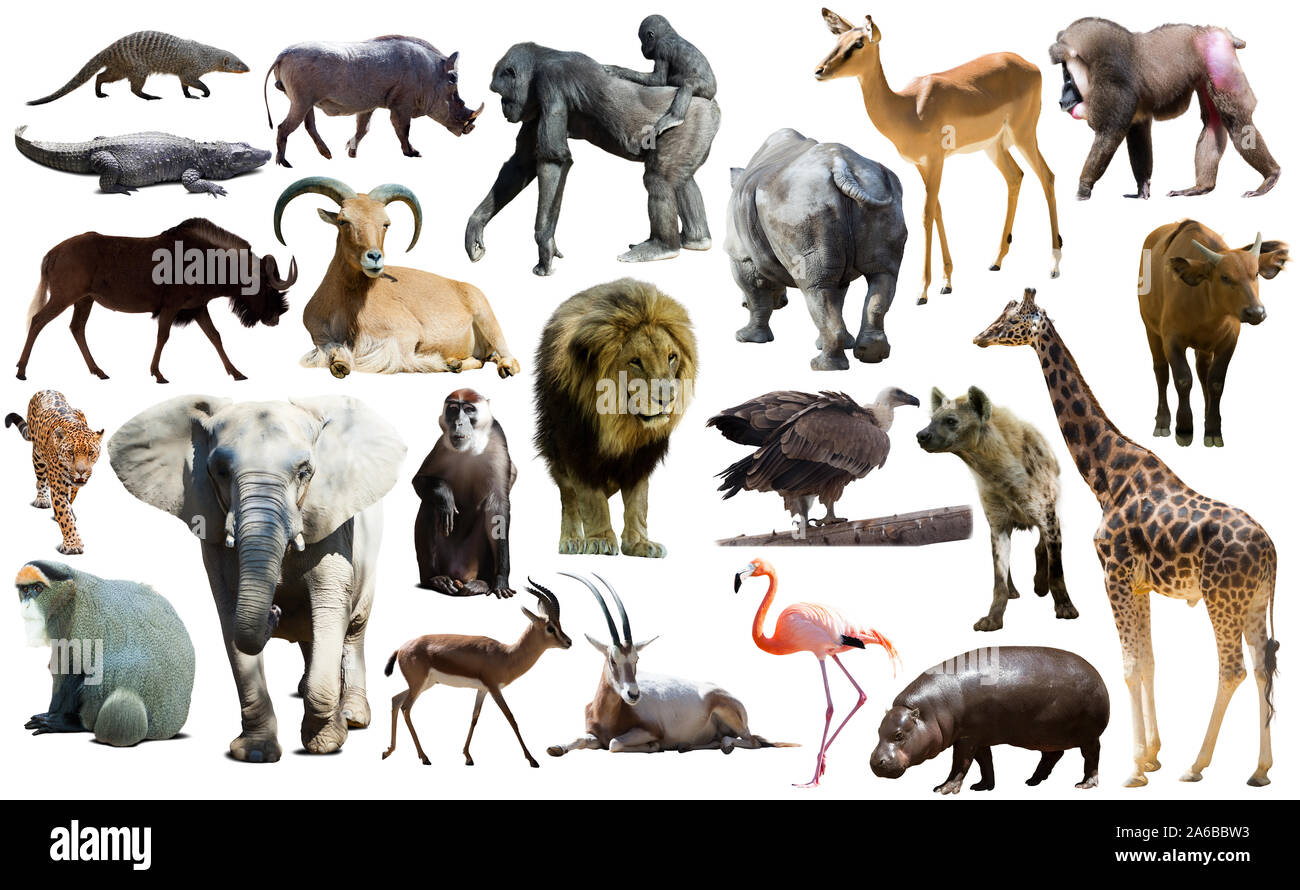 Set of different African animals isolated over white Stock Photo - Alamy