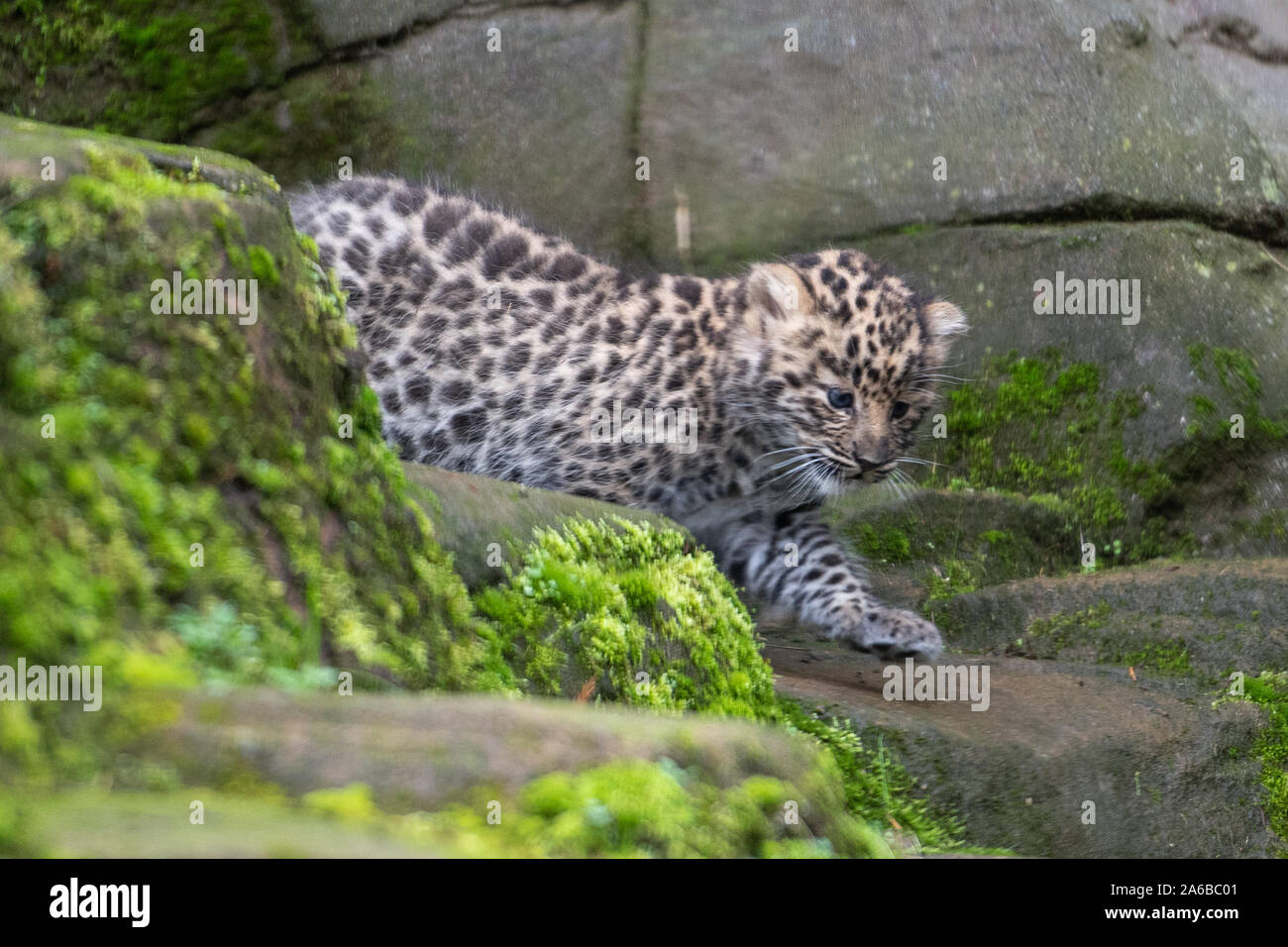 One of the six-week-old Amur leopard cub twins in their enclosure at ...