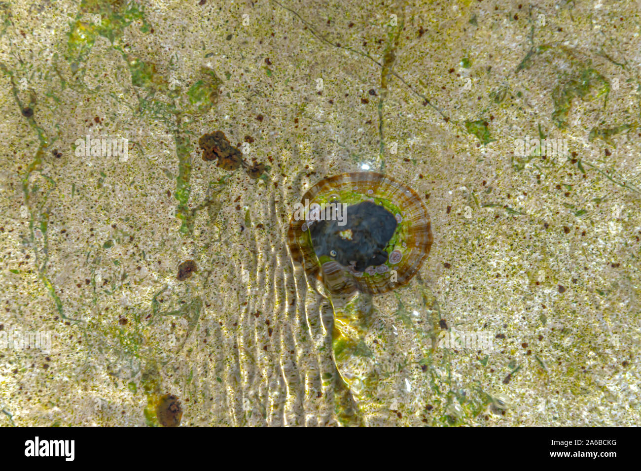 Shell on sea rock Stock Photo - Alamy