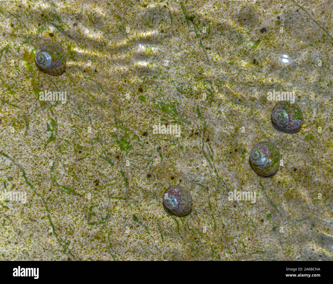 Shells adriatic sea hi-res stock photography and images - Alamy