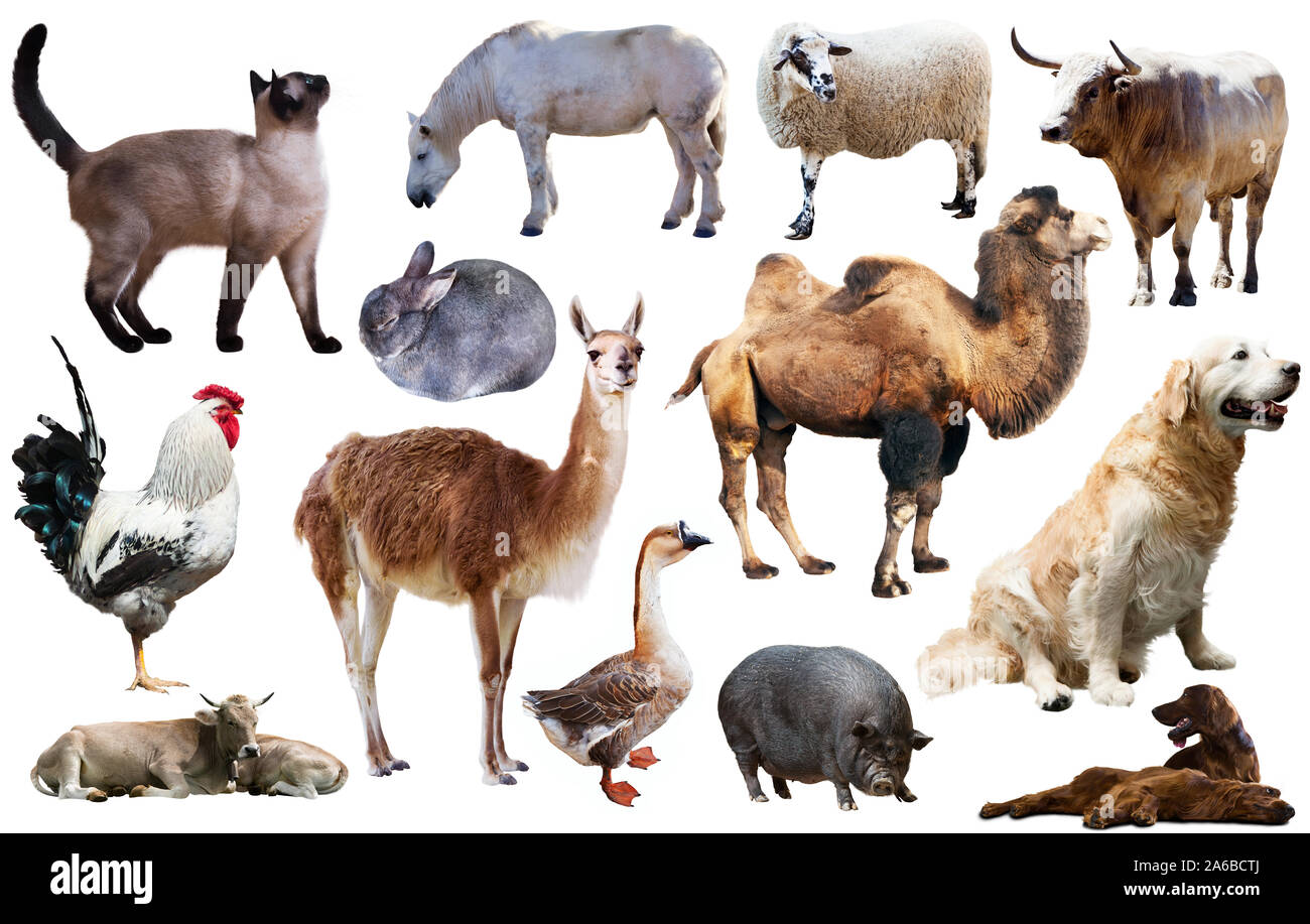 set of various farming animals including cattle and pets isolated Stock ...