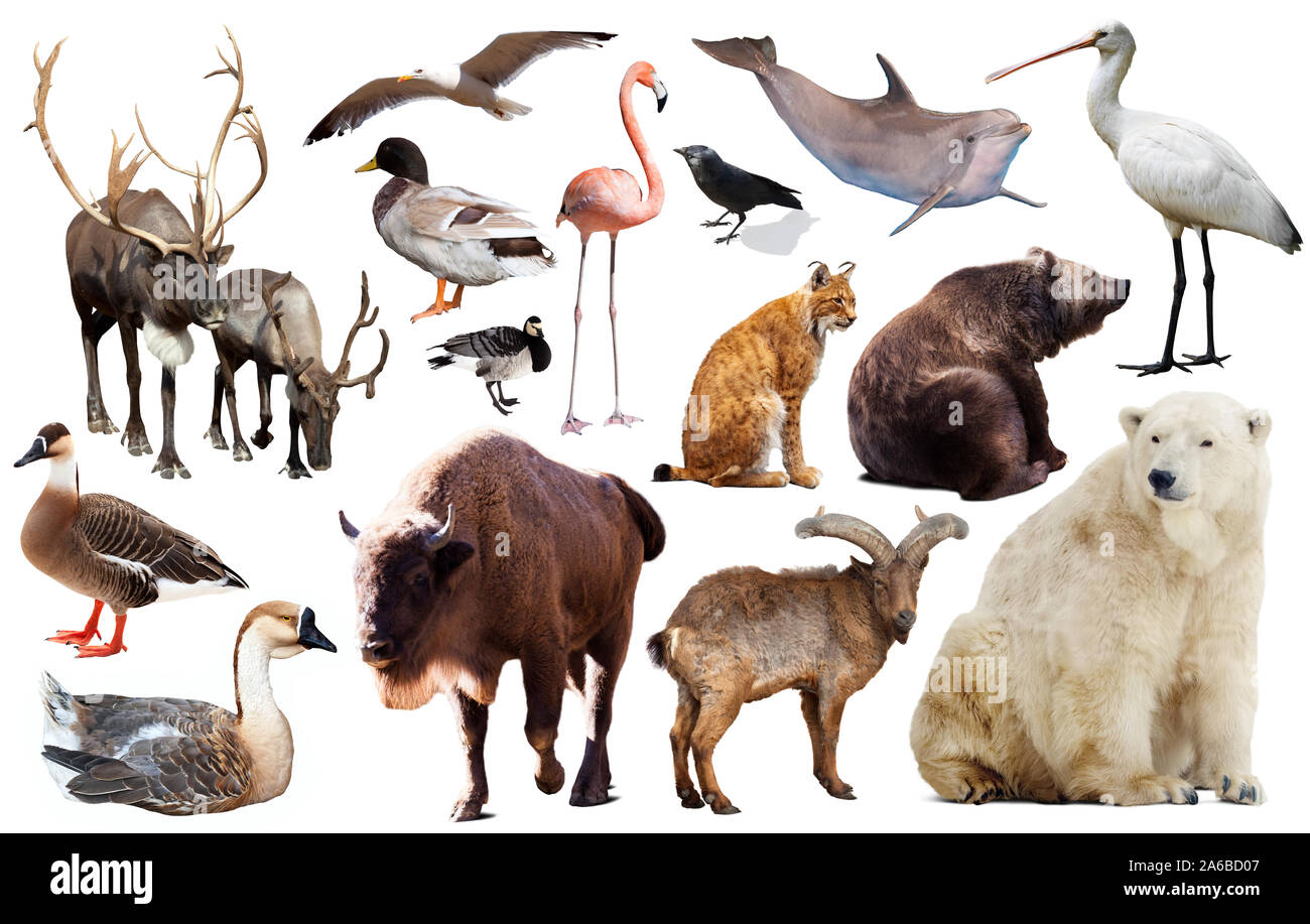 Set of bear and other european animals. Isolated on white background ...