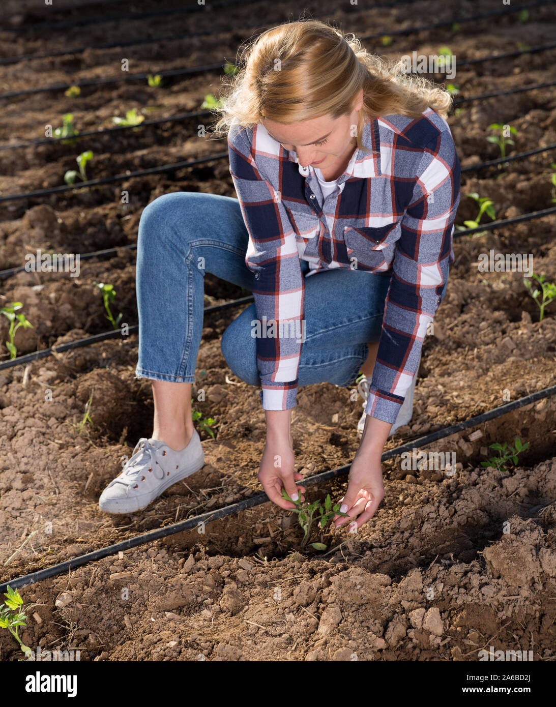 Positive woman farmer gardening on plantation, planting legumes plants ...
