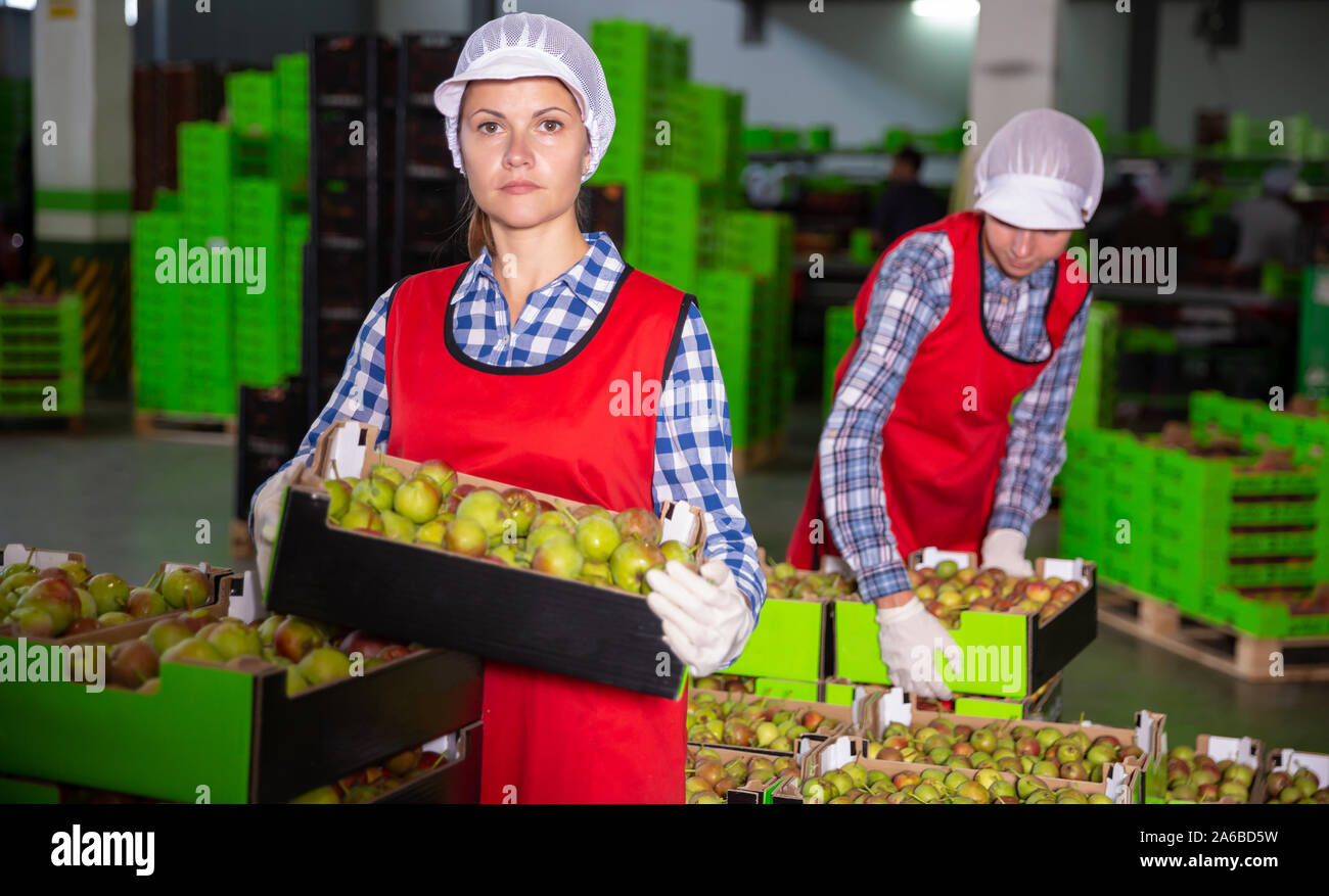 Young woman employee working at a fruit warehouse, preparing pears for ...