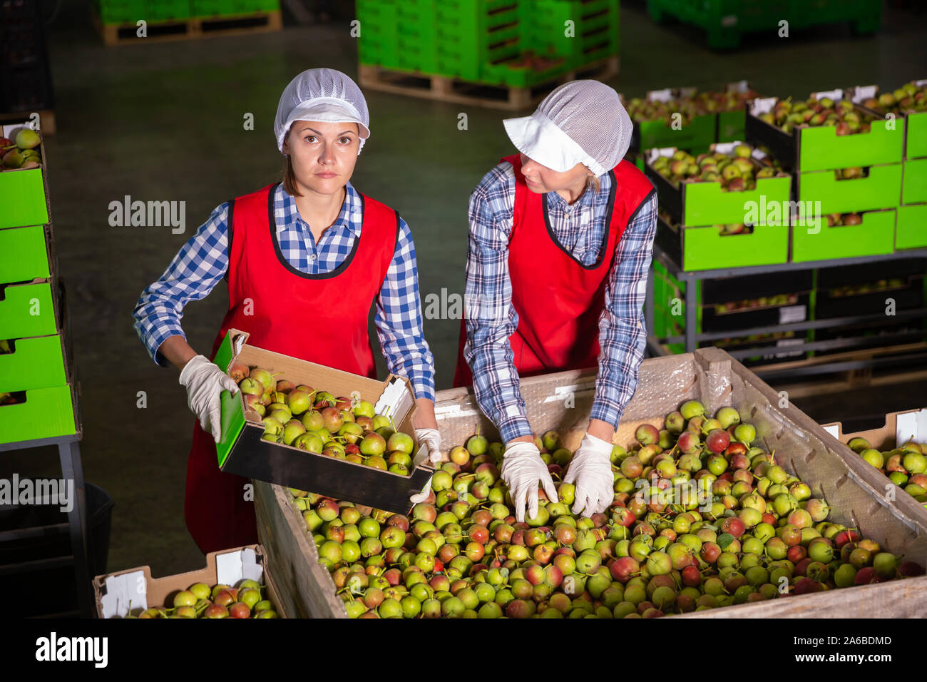 Two young women in uniform during packaging pears to crates at fruit ...