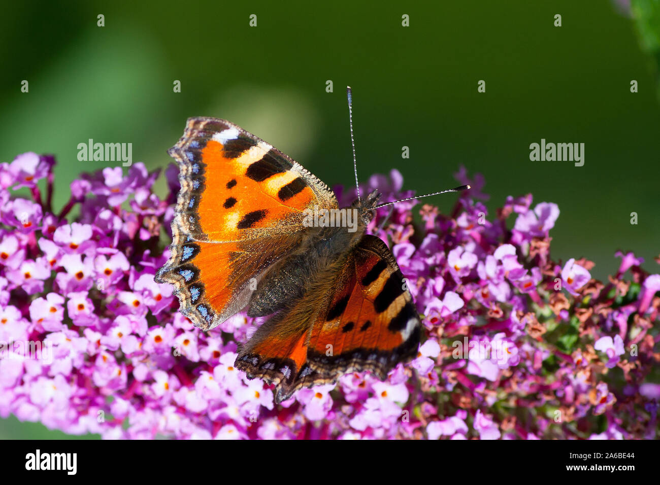 Purple flowering buddleia in hi-res stock photography and images - Alamy