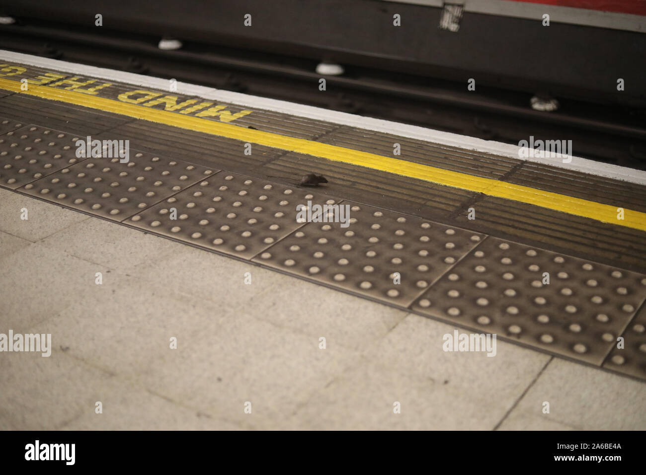 Mice tube hi-res stock photography and images - Alamy