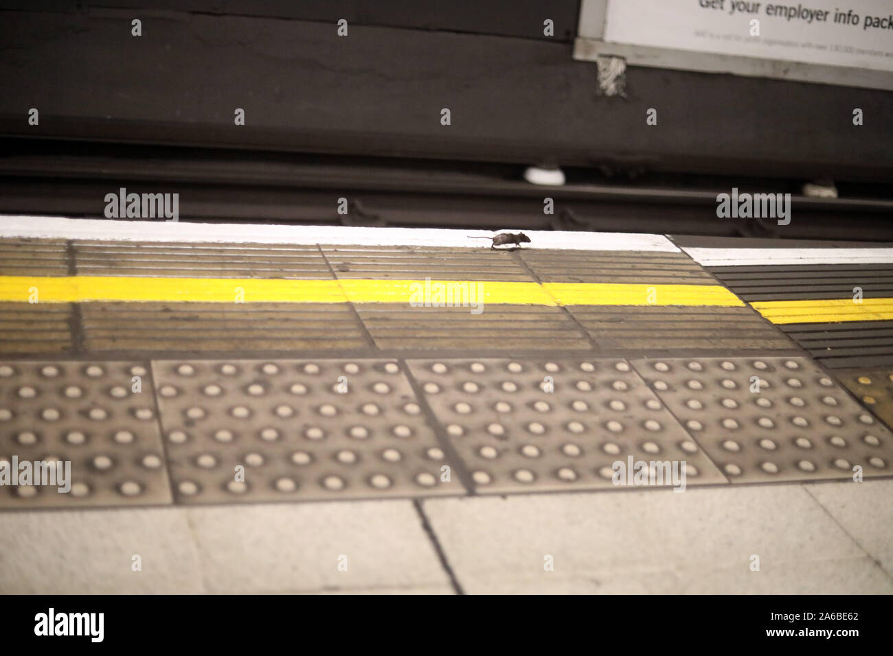 Mice tube hi-res stock photography and images - Alamy