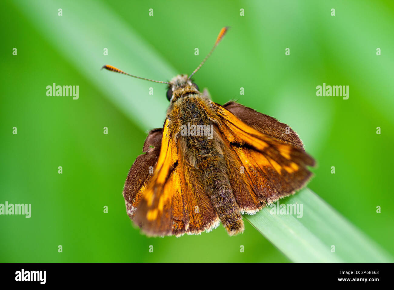 Small skipper butterfly Stock Photo - Alamy