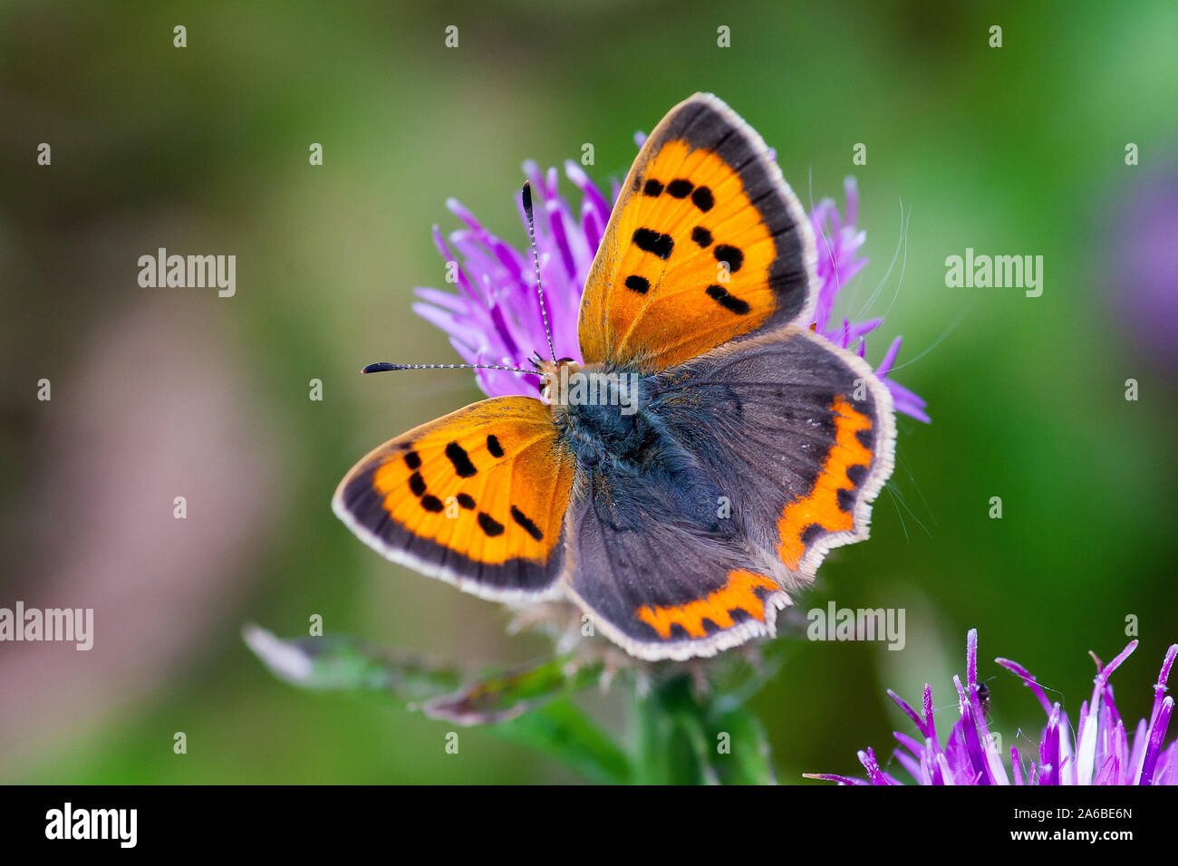 Small copper butterfly Stock Photo - Alamy