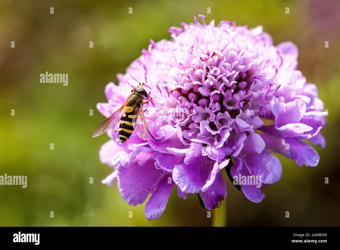 Hoover fly on scabious Stock Photo - Alamy