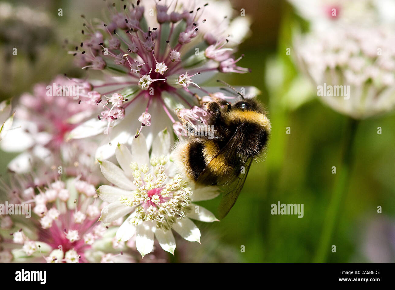 British black honey bee hi-res stock photography and images - Alamy