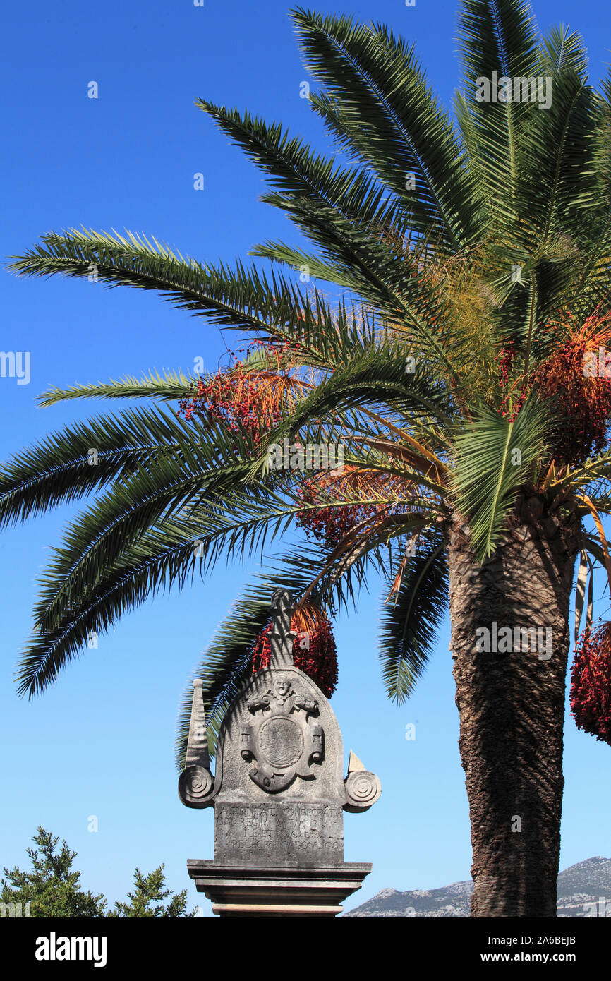 Croatia, Korcula, Old Town, palm tree, memorial column Stock Photo - Alamy