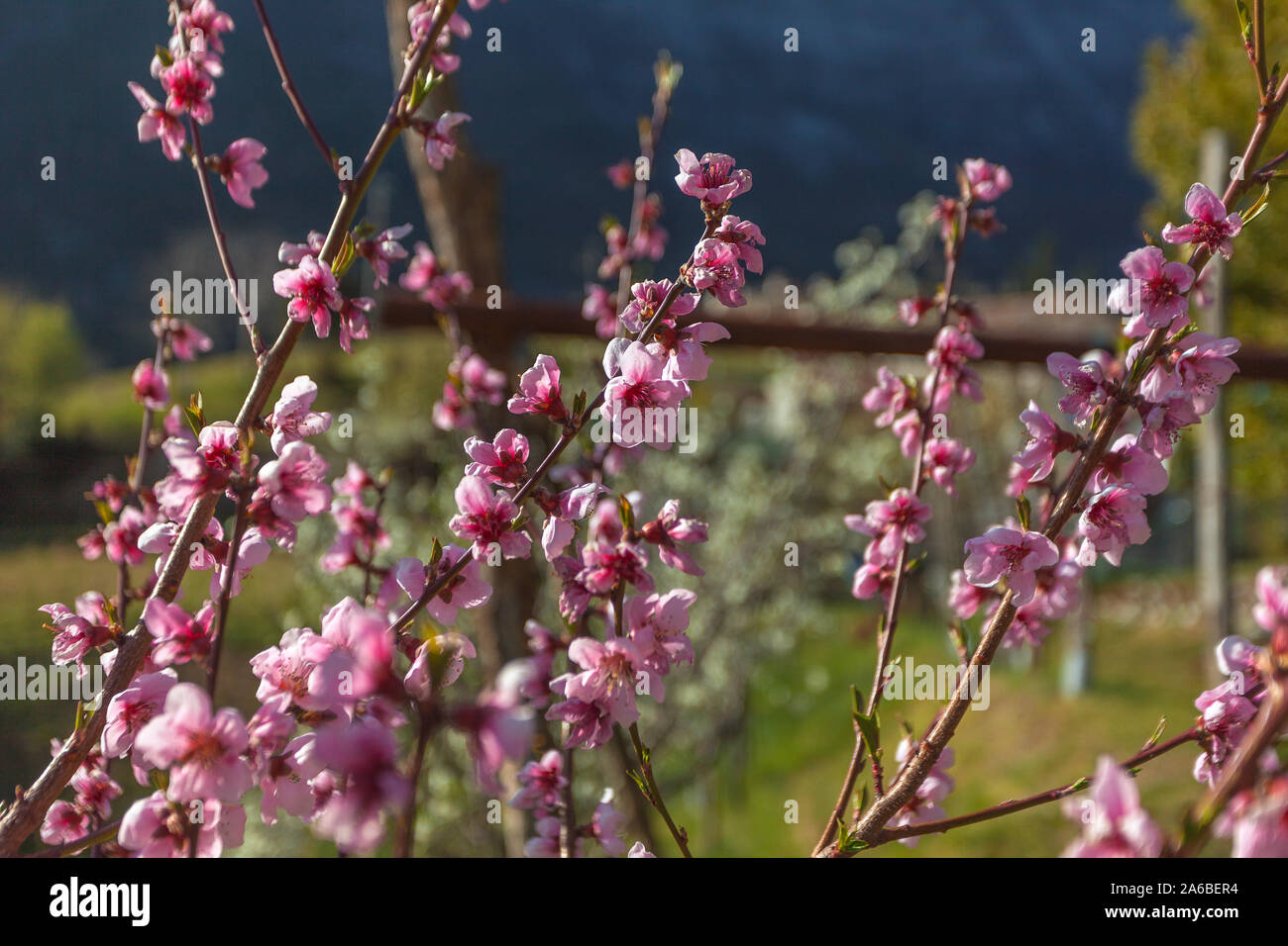 Peach tree italy hi-res stock photography and images - Alamy