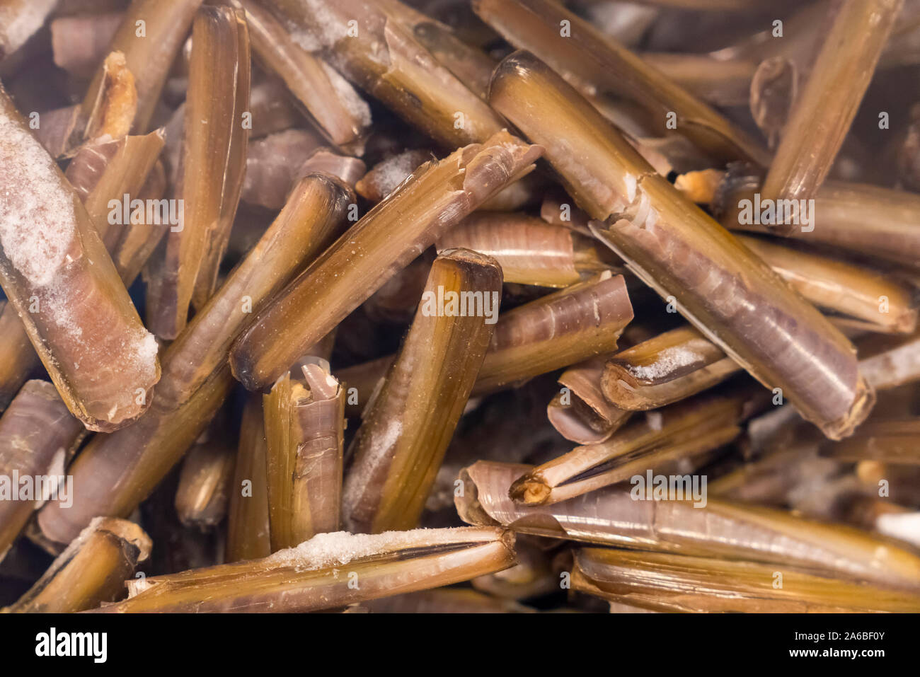 Clam worm hi-res stock photography and images - Alamy