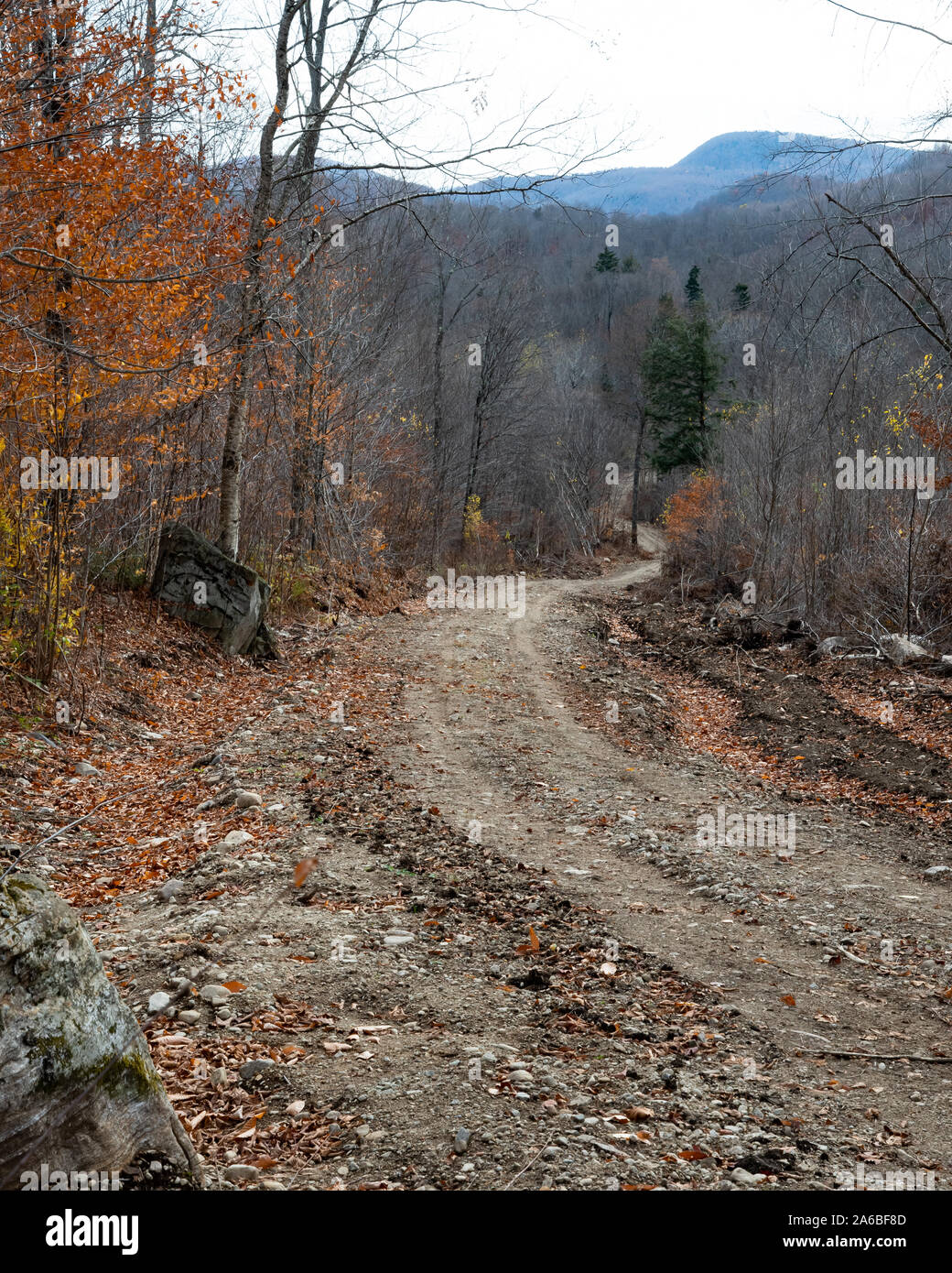 Logging road hi-res stock photography and images - Alamy