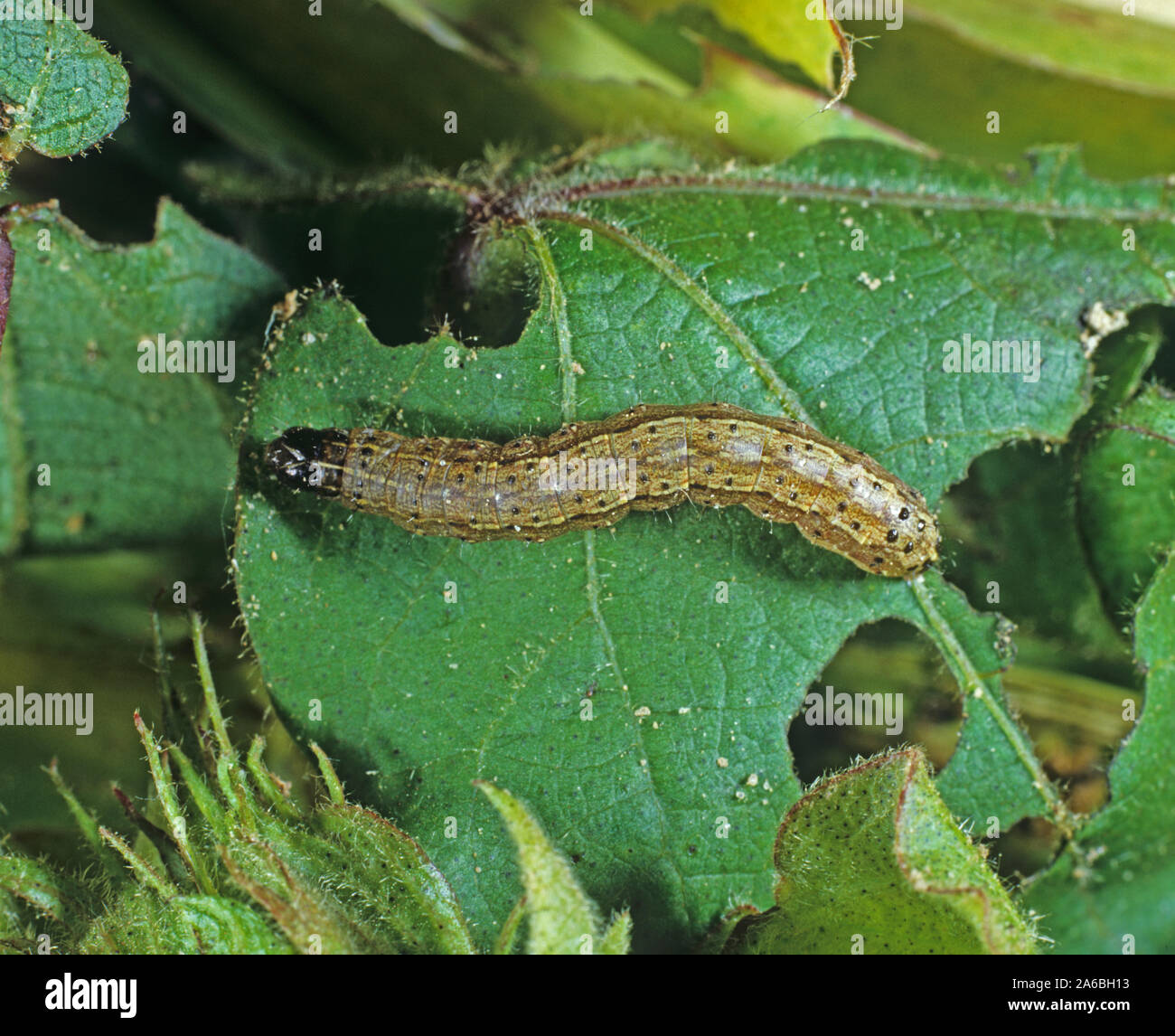 Fall armyworm (Spodoptera frugiperda) caterpillar feeding on a damaged ...