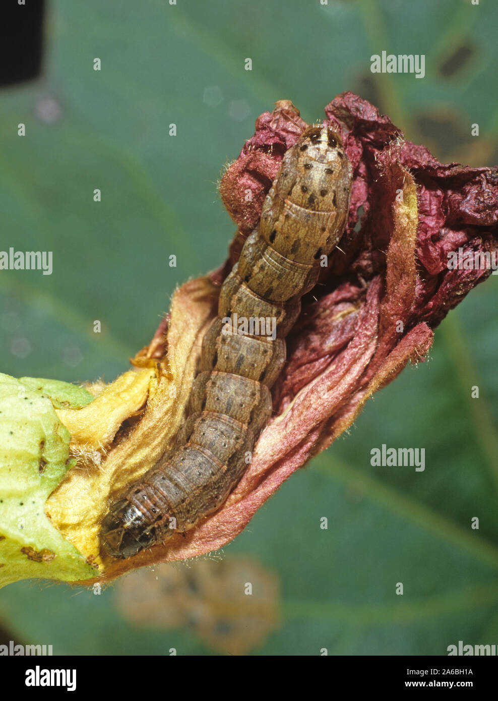 Fall armyworm larva hi-res stock photography and images - Alamy