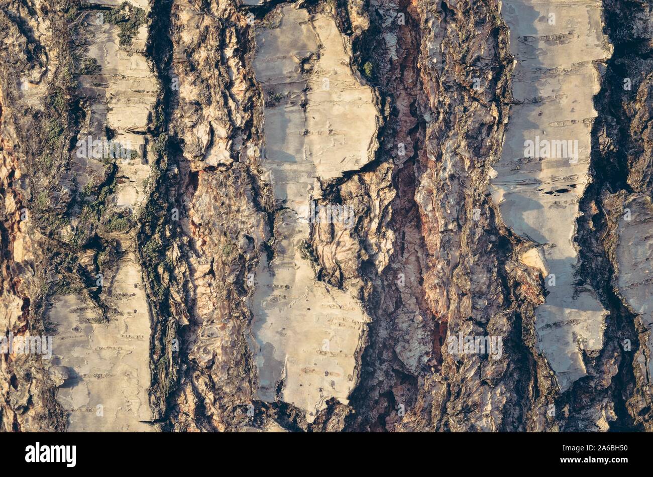 Natural forest background. Texture from the bark of a tree illuminated ...