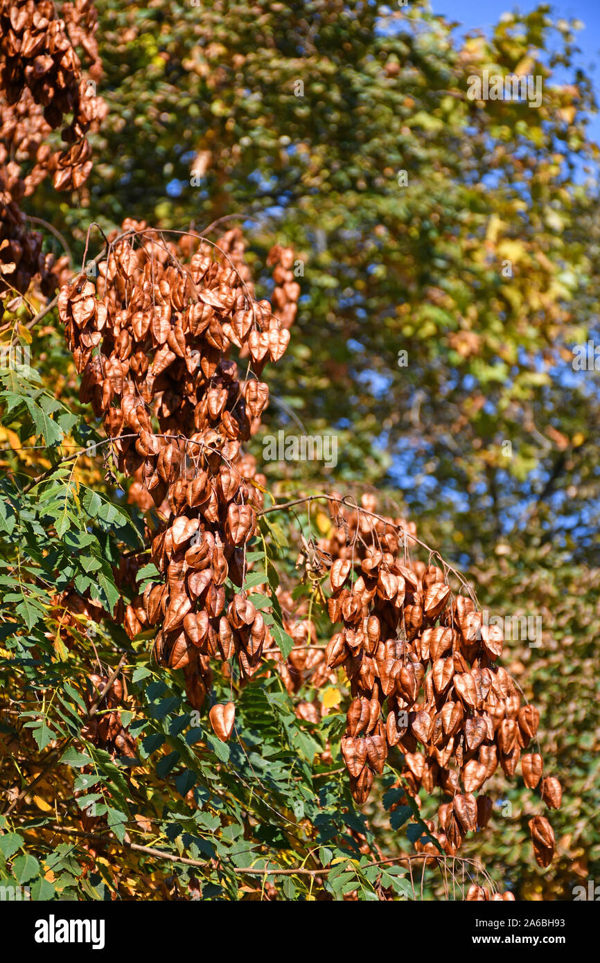 Pride of india tree in autumn time Stock Photo - Alamy