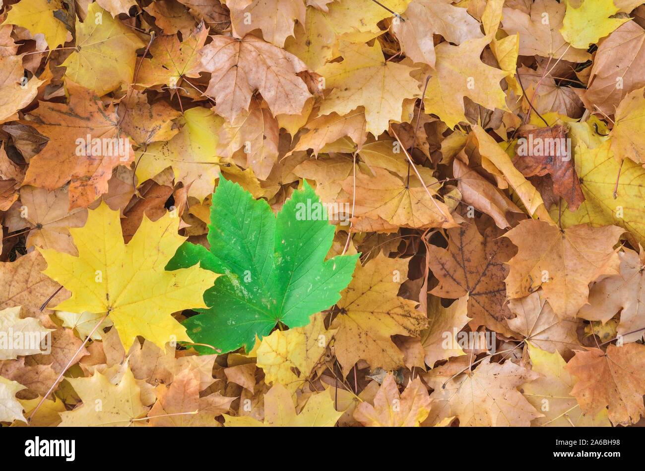 Beautiful natural texture made by nature hi-res stock photography and ...
