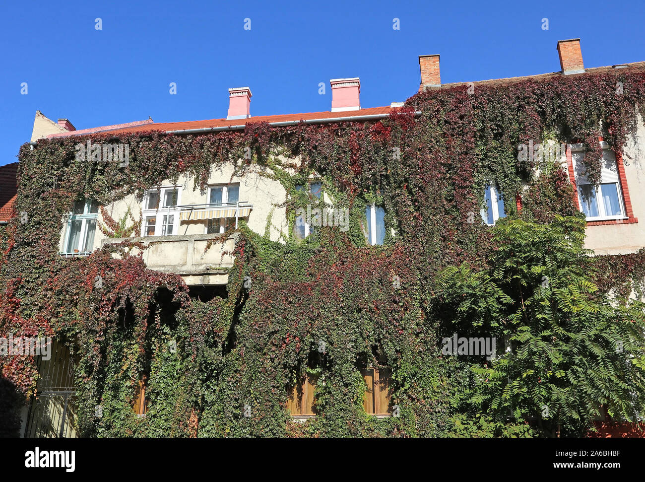 Building covered with climbing plants in autumn Stock Photo - Alamy