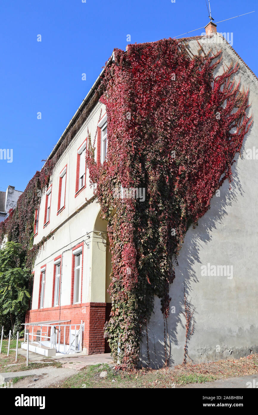 Building covered with climbing plants in autumn Stock Photo - Alamy