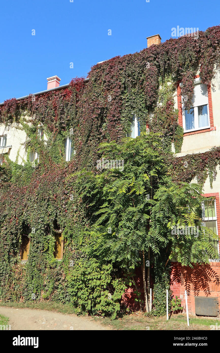 Building covered with plants hi-res stock photography and images - Alamy