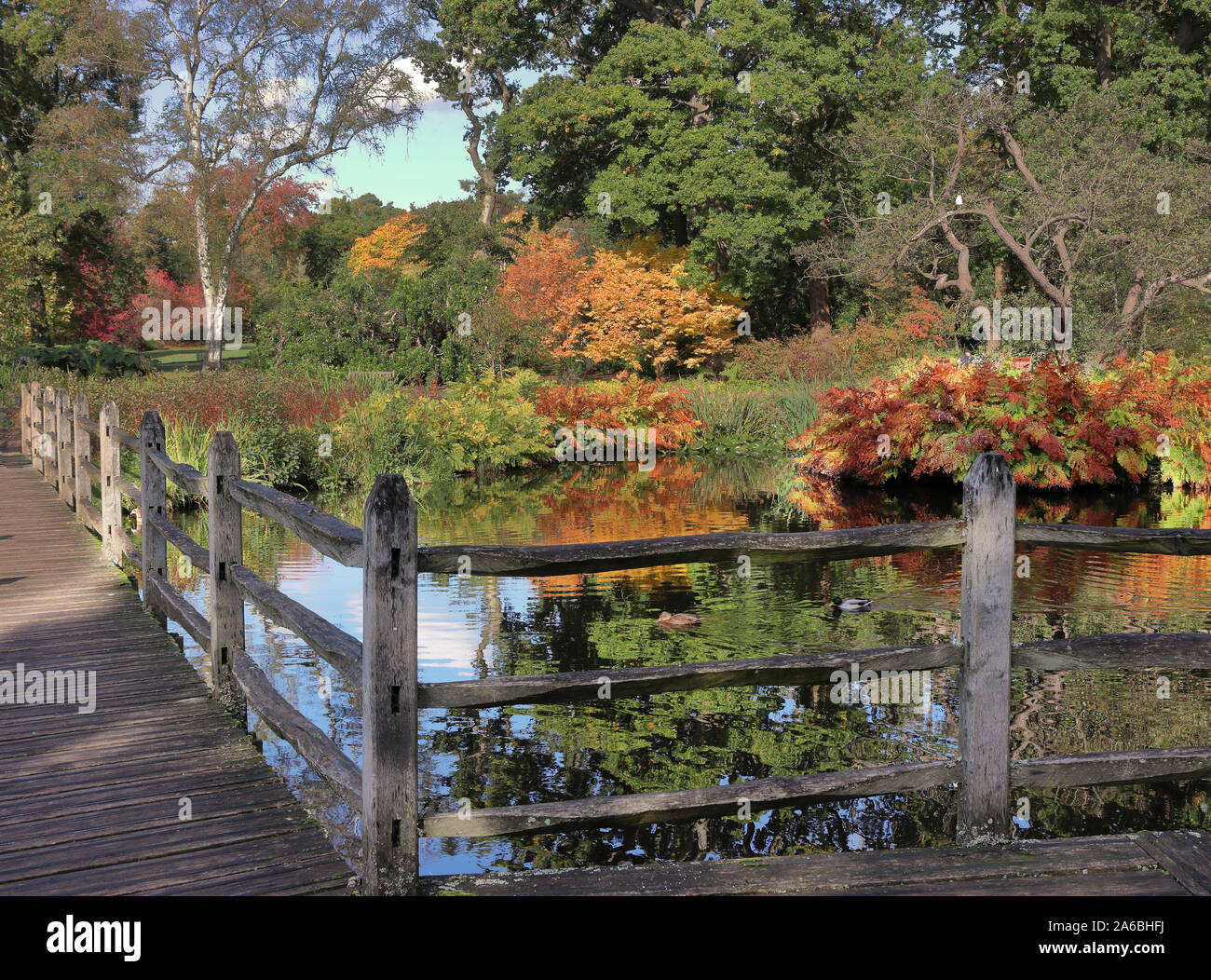 wooden footbridge crossing a tranquil pond in an English landscape ...