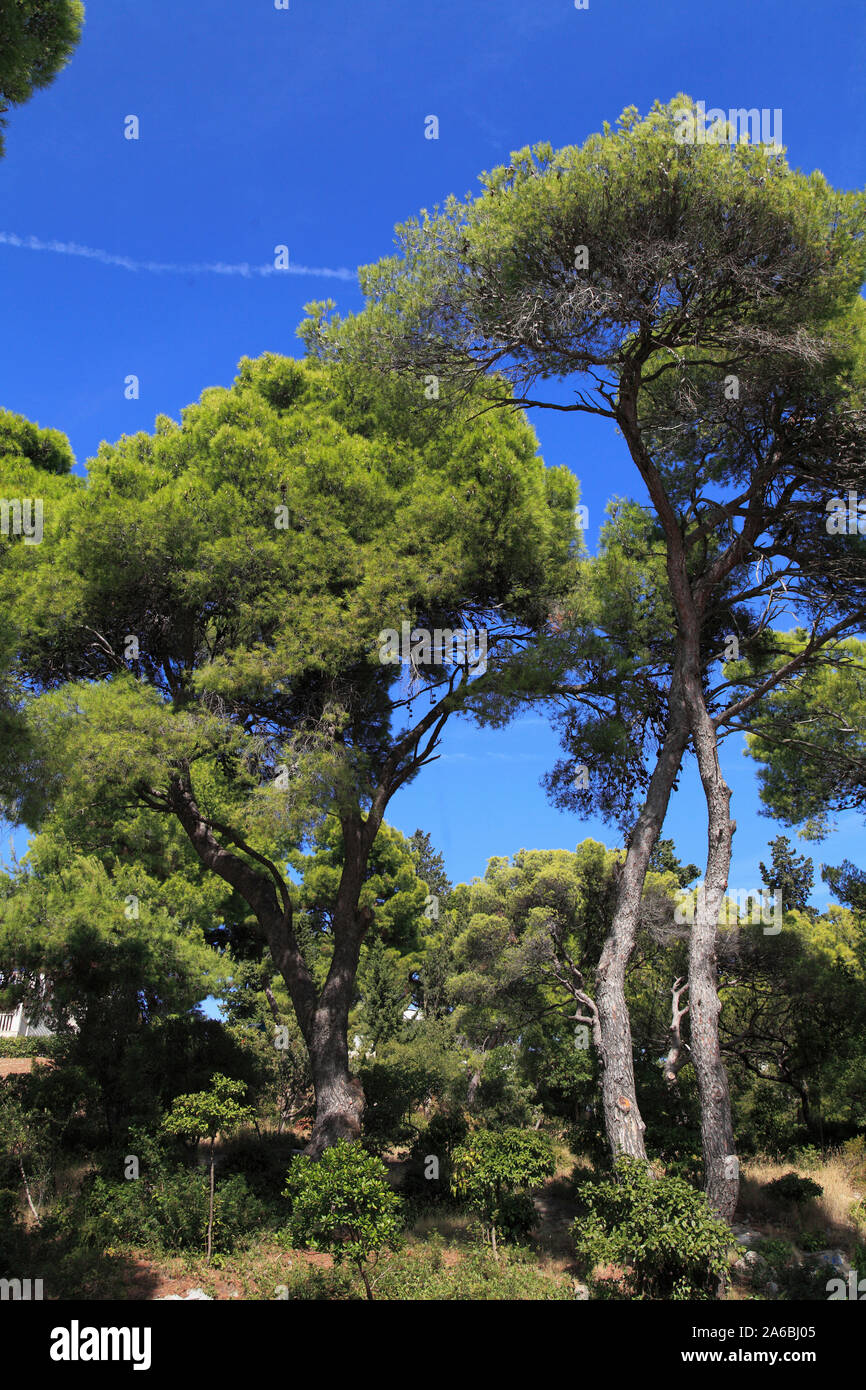 Croatia, Hvar, pine trees, forest, nature Stock Photo - Alamy