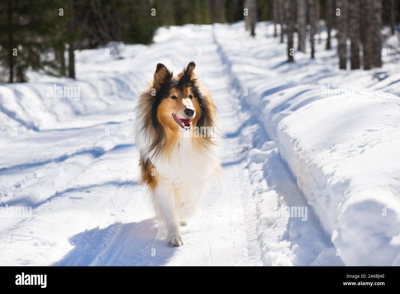 Rough collie running in the snow Stock Photo - Alamy