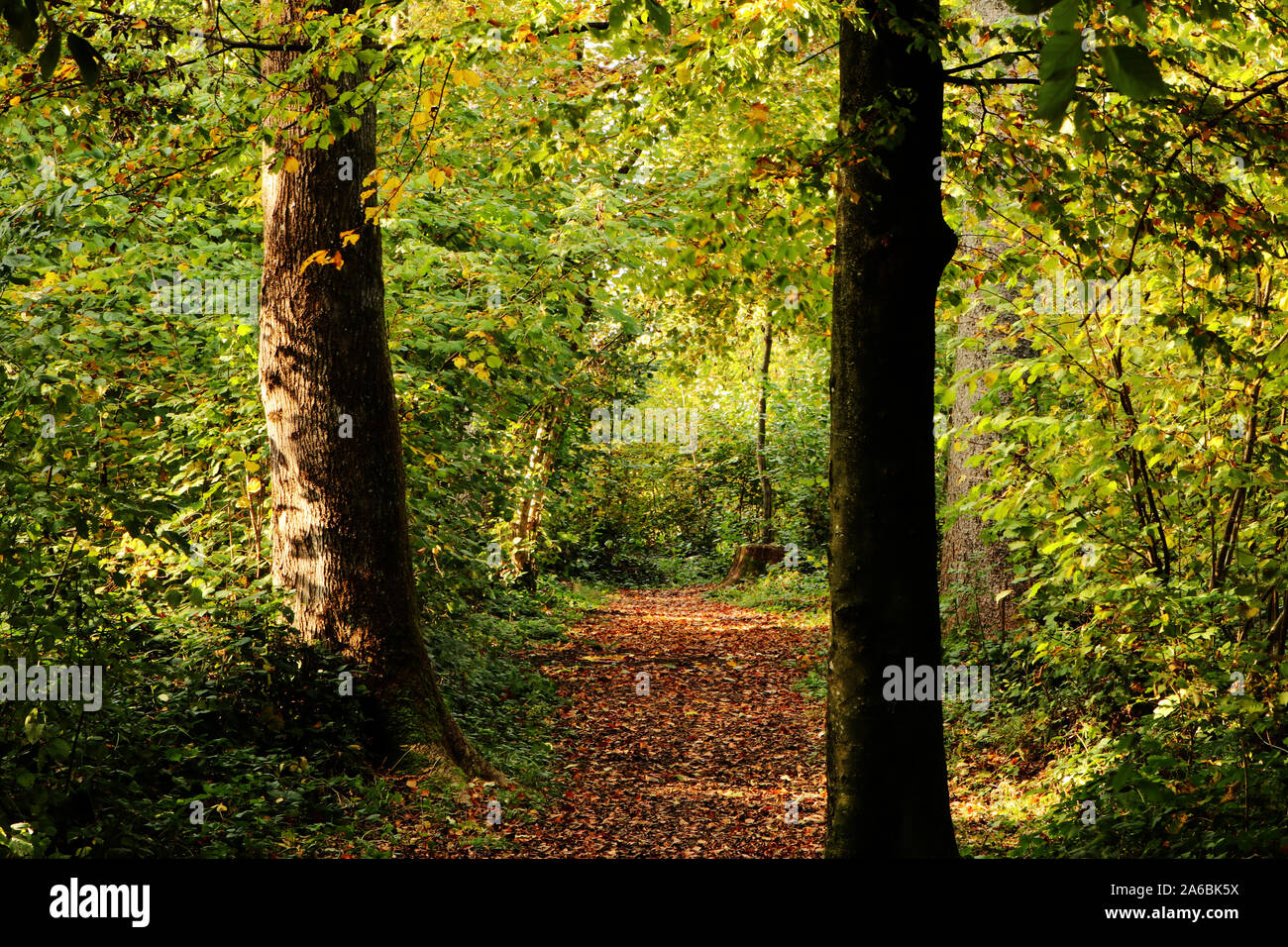 autumn setting in a forrest with sun rays Stock Photo - Alamy