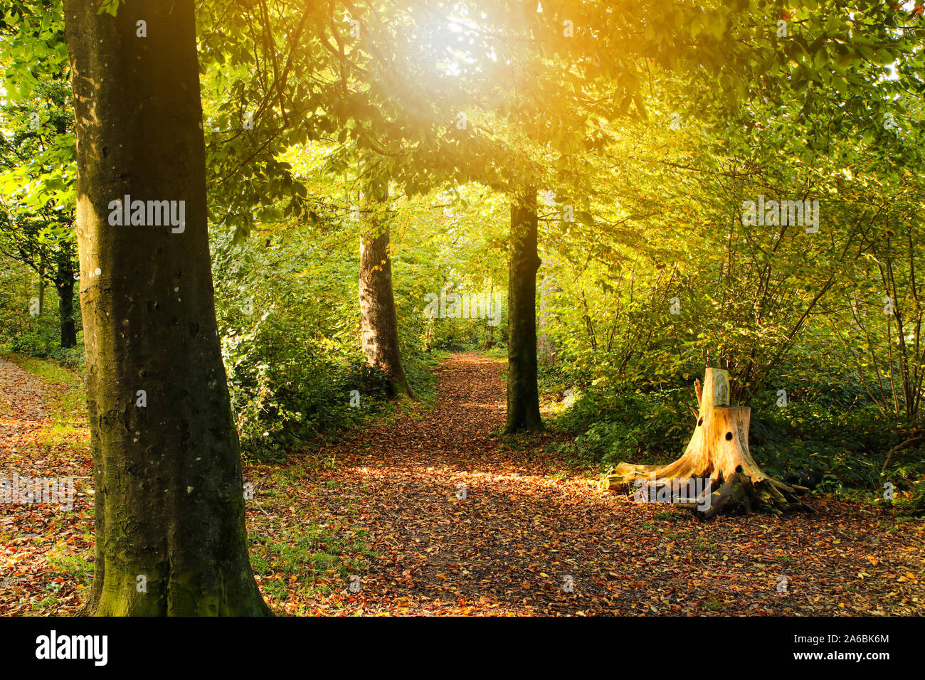 autumn setting in a forrest with sun rays Stock Photo - Alamy