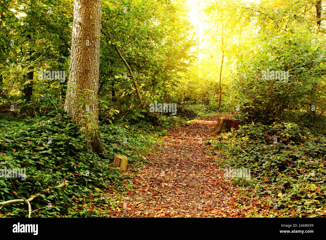 autumn setting in a forrest with sun rays Stock Photo - Alamy
