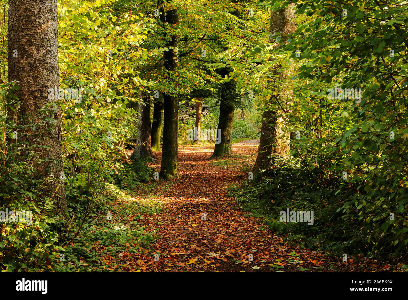 autumn setting in a forrest with sun rays Stock Photo - Alamy
