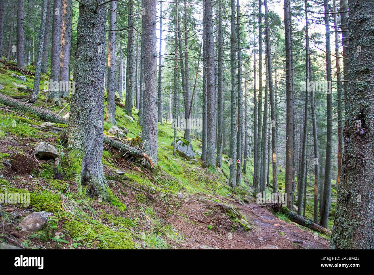 Summer forest landscape, scenic nature forest view with fir trees and ...