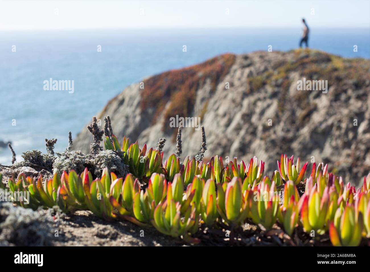 Cliff colorful plants hi-res stock photography and images - Alamy