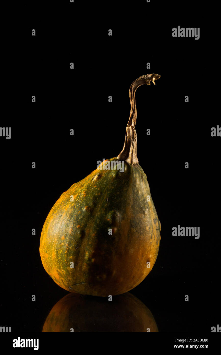 Decorative gourd with dramatic light and a reflection on a black ...